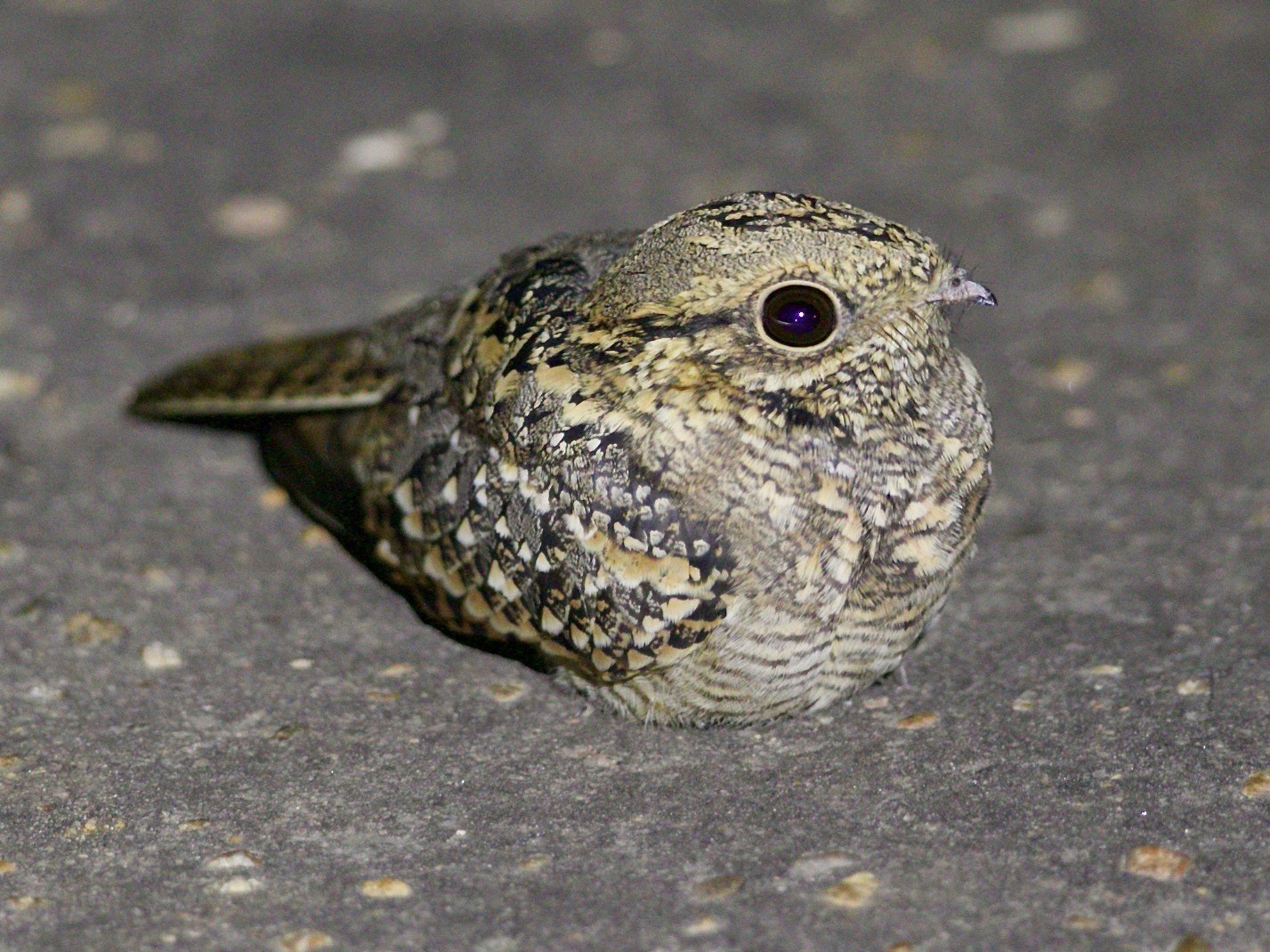 Square-tailed Nightjar - eBird