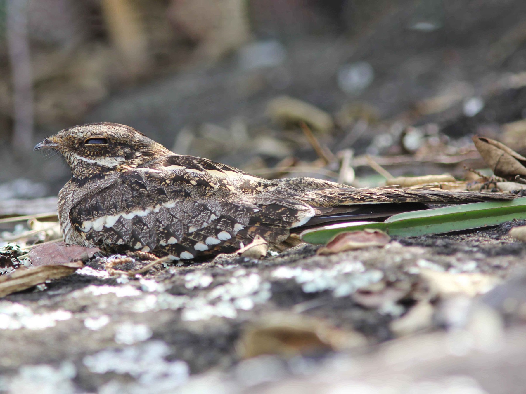 Square-tailed Nightjar - eBird