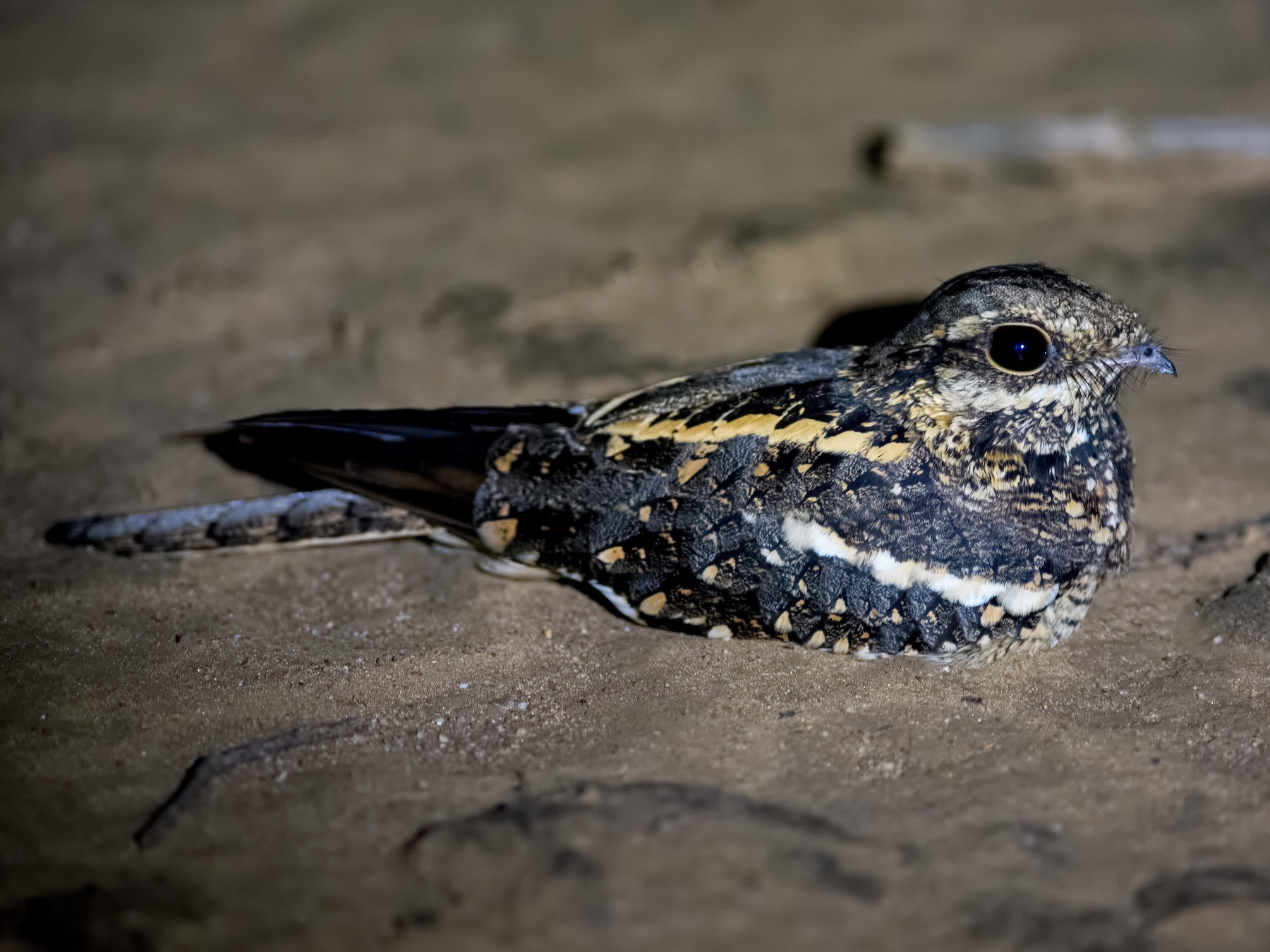 Square-tailed Nightjar - eBird