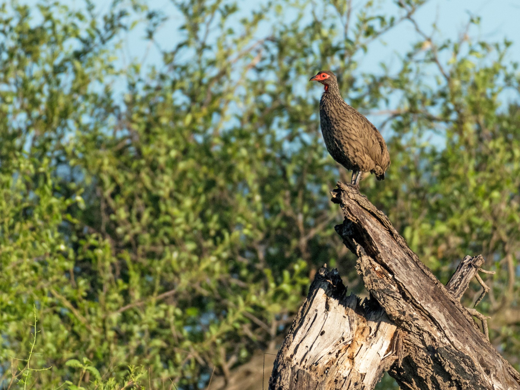 Swainson's Spurfowl - eBird