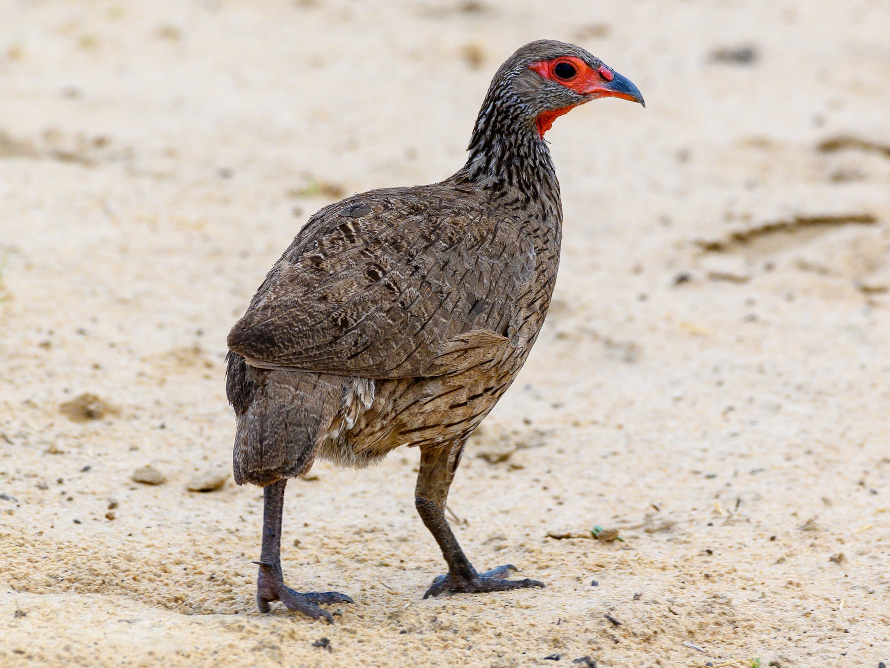 Swainson's Spurfowl - eBird