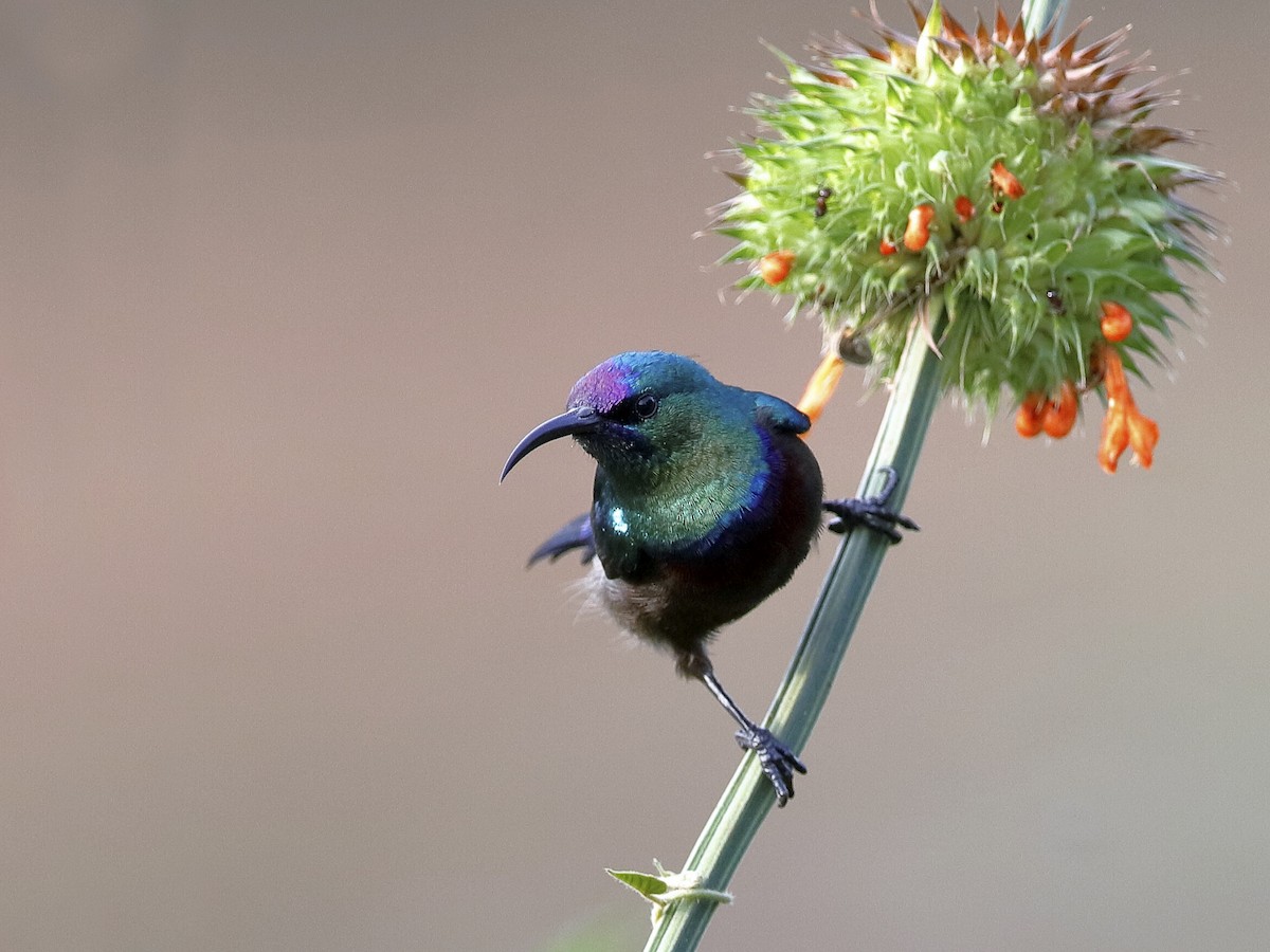 Orange-tufted Sunbird - Cinnyris bouvieri - Birds of the World