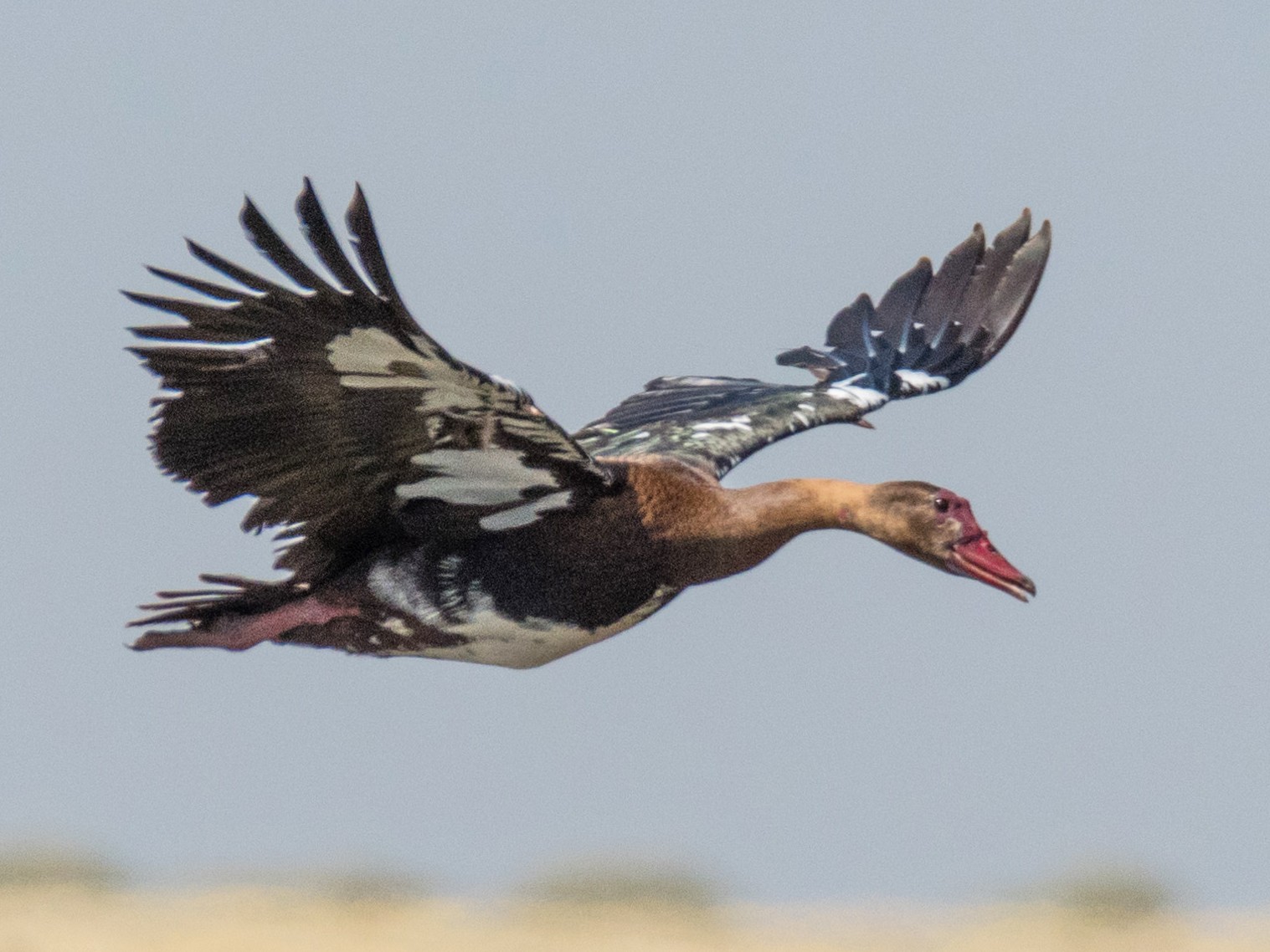 Spur-winged Goose - eBird
