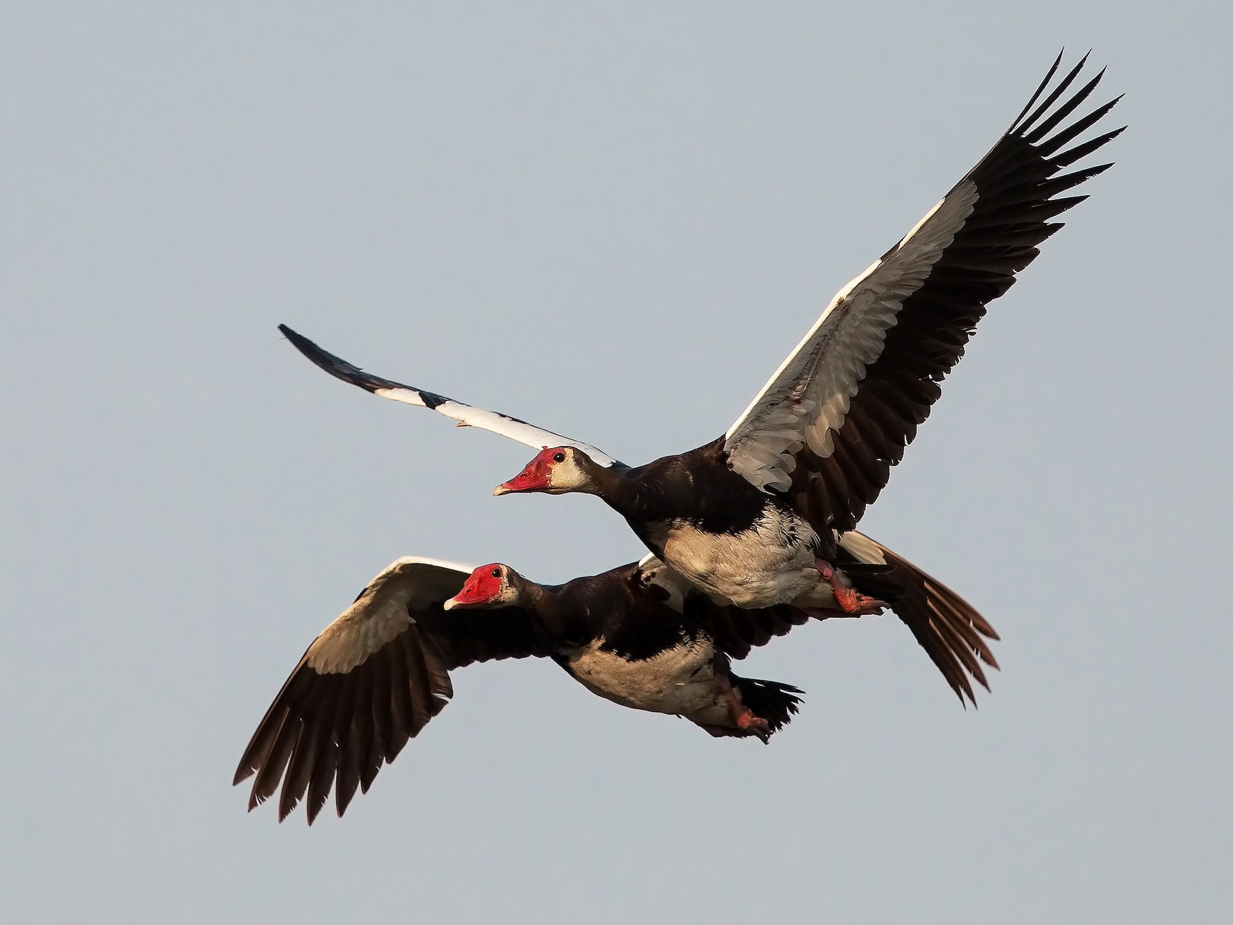 Spur-winged Goose - eBird