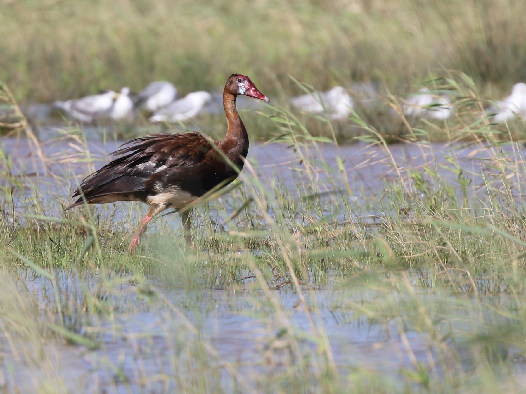 Spur-winged Goose - eBird