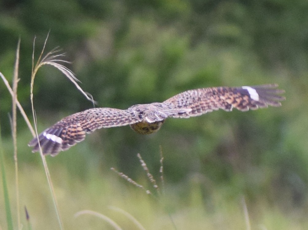 Swamp Nightjar - eBird