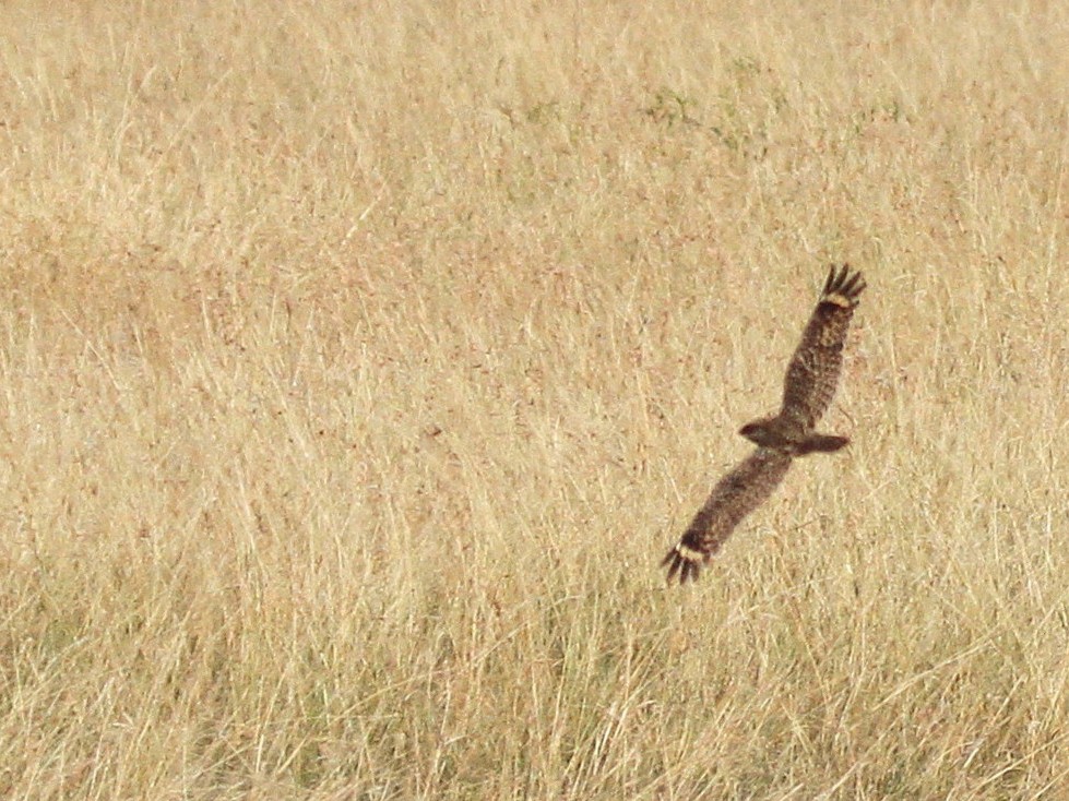 Swamp Nightjar - eBird