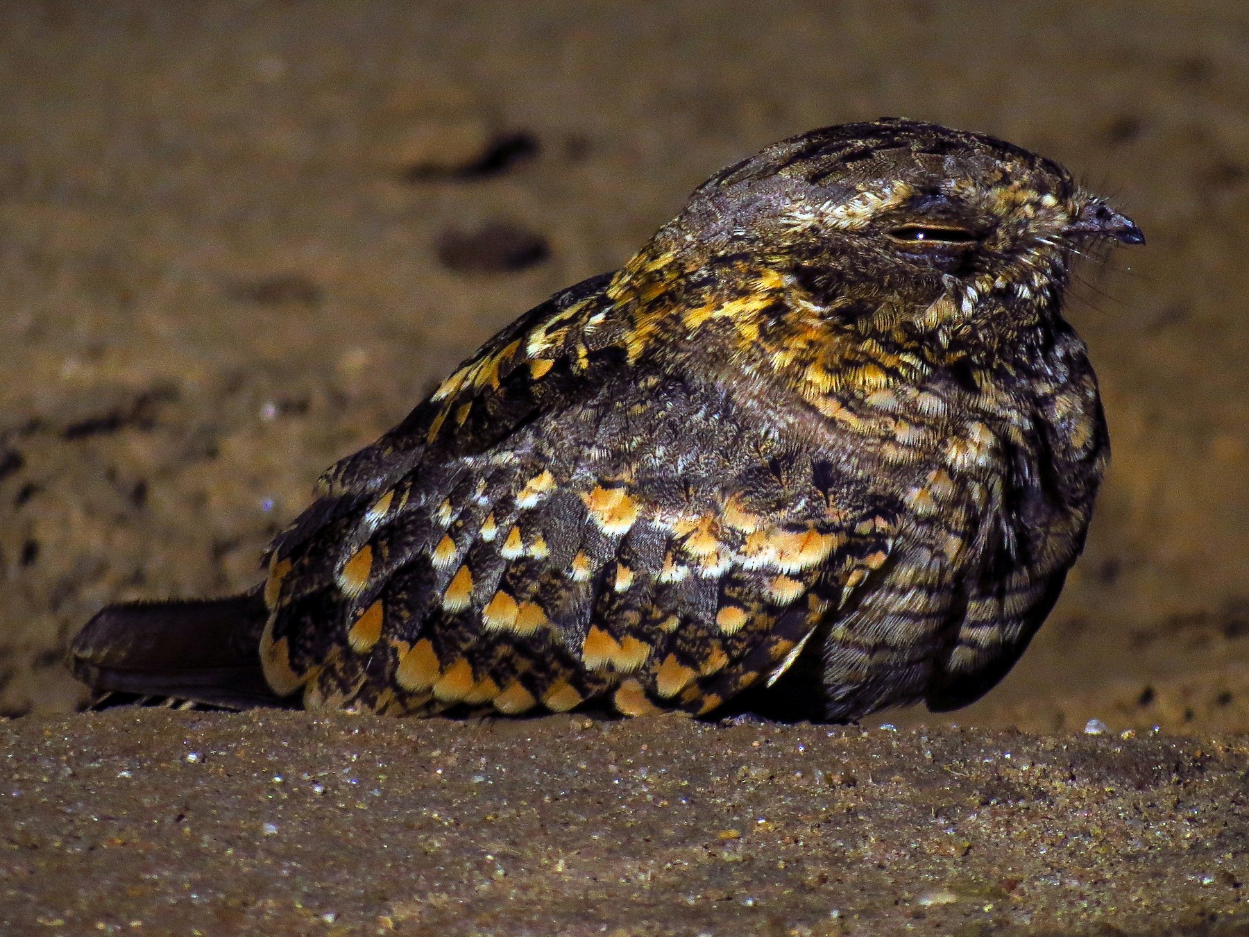 Swamp Nightjar - eBird
