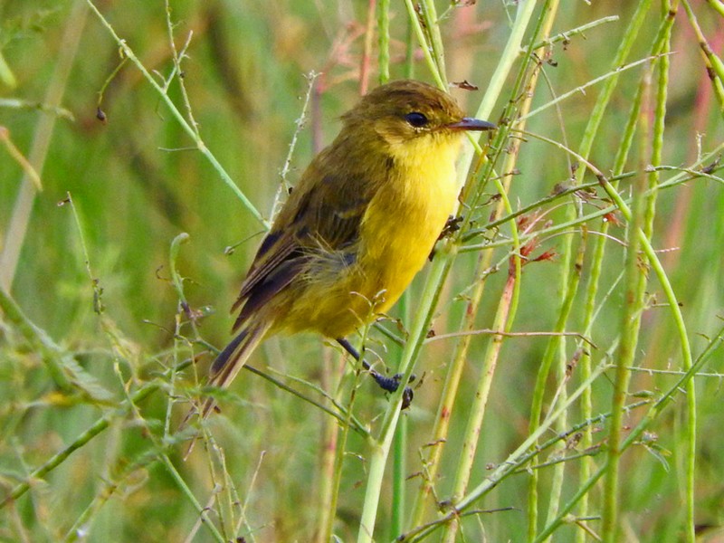 African Yellow-Warbler - eBird