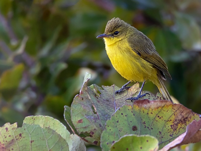 African Yellow-Warbler - eBird