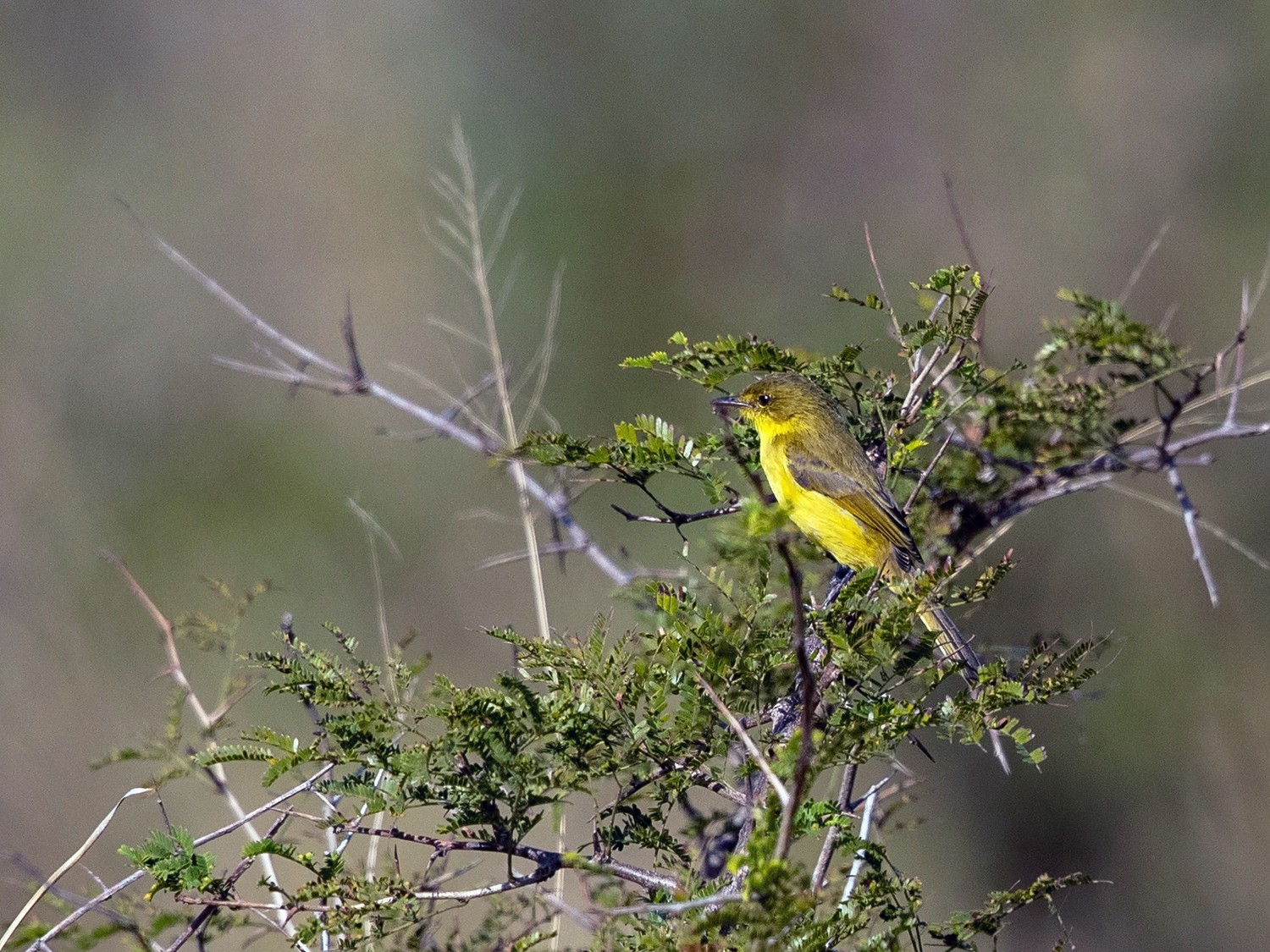 African Yellow-Warbler - eBird