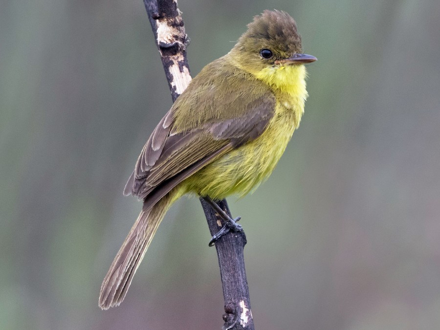 African Yellow-Warbler - eBird
