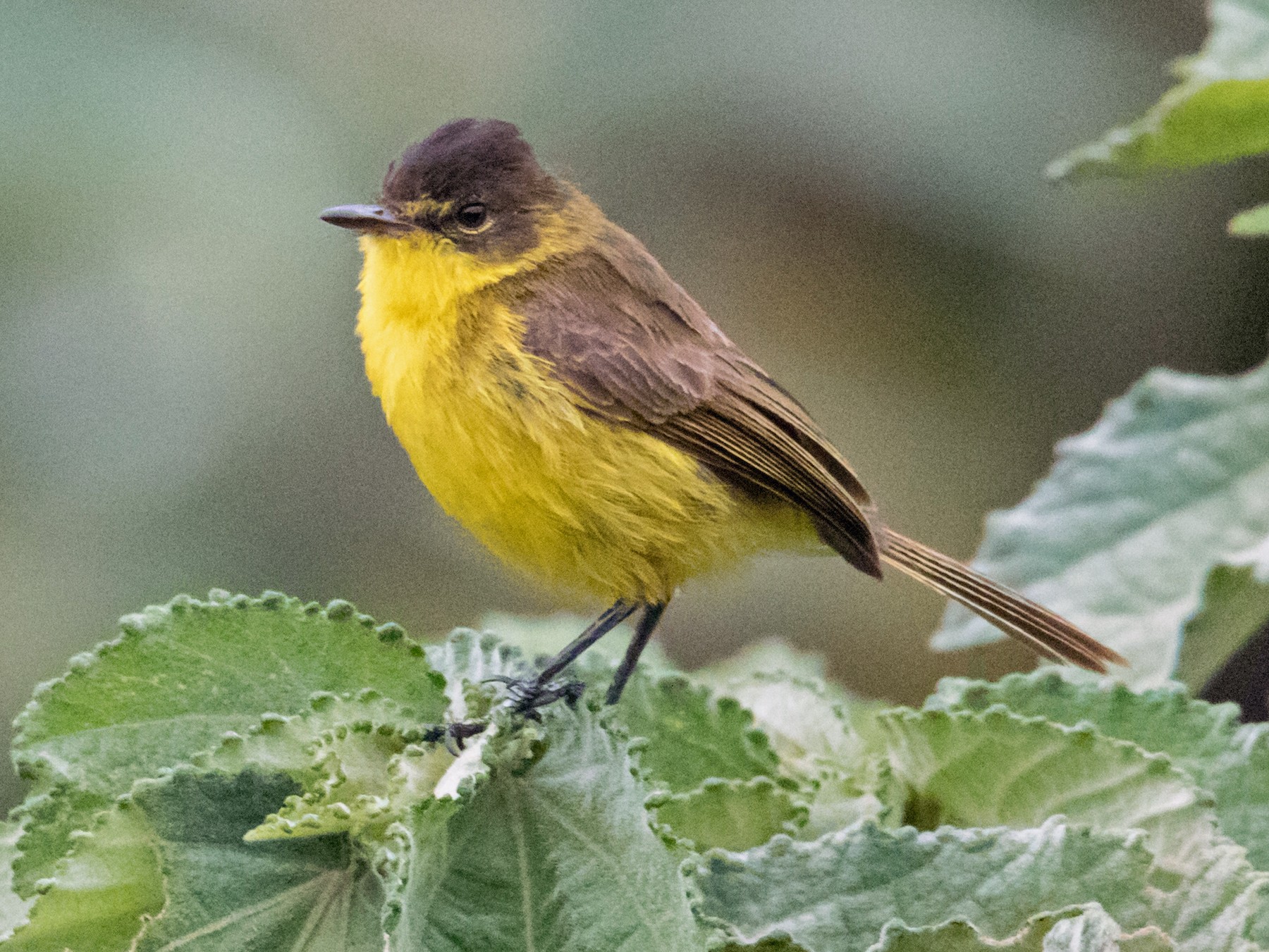 African Yellow-Warbler - eBird