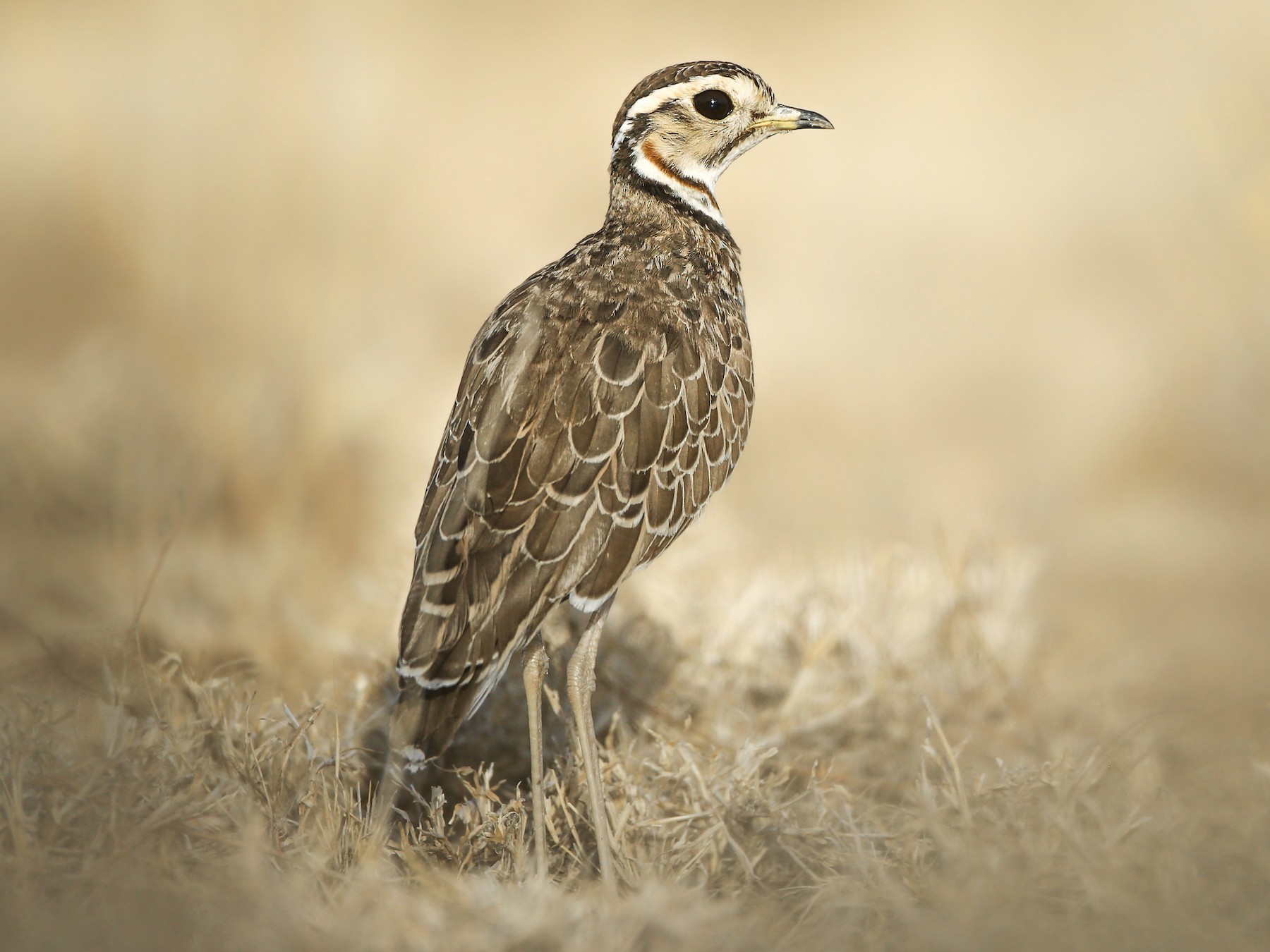 Three-banded Courser - eBird