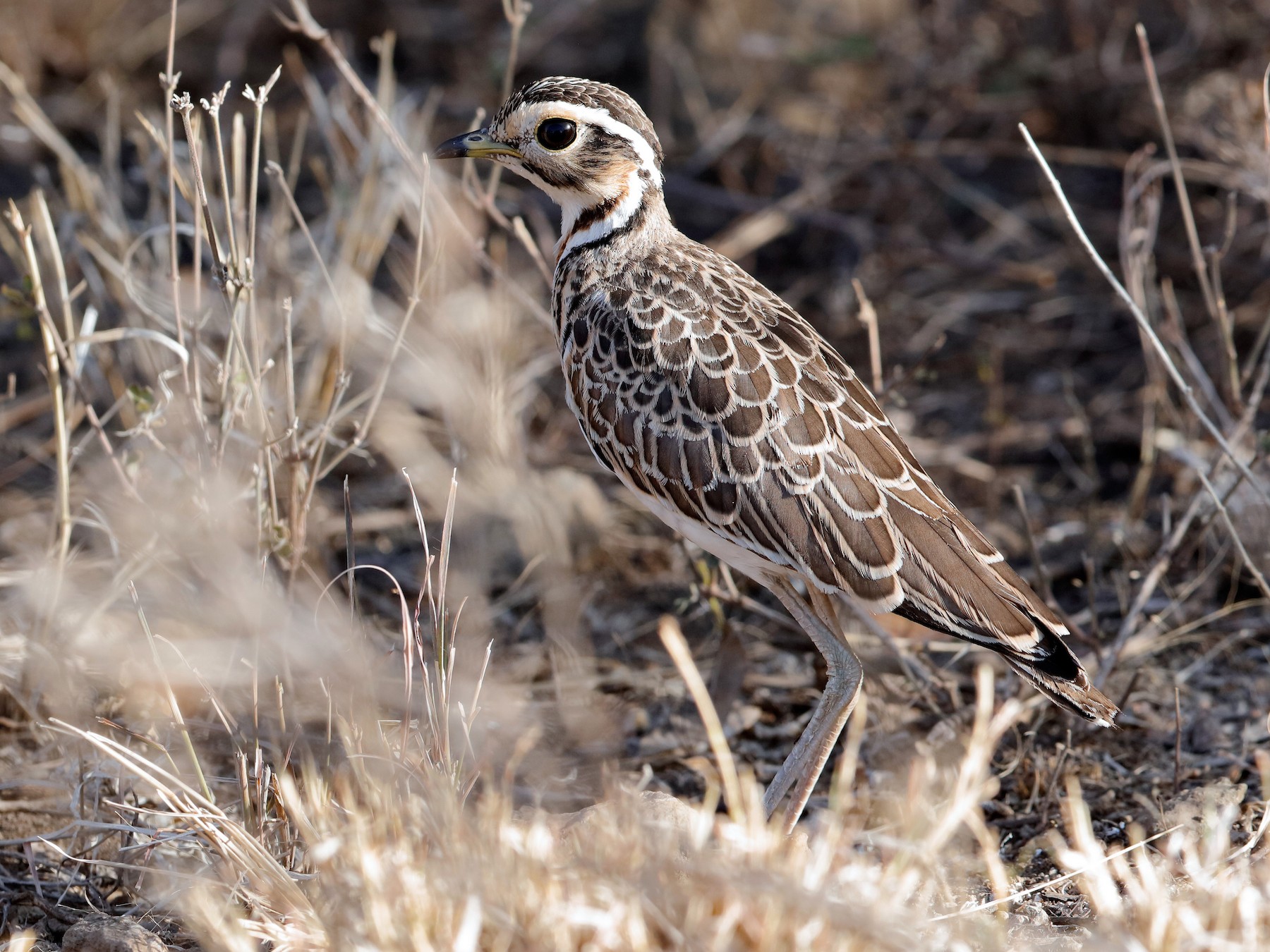 Three-banded courser - eBird
