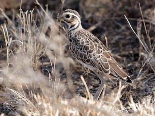 Three-banded Courser - eBird