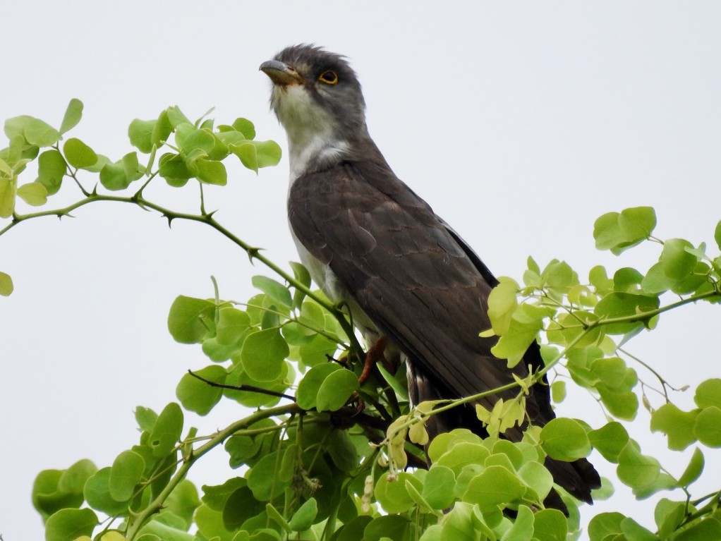 Thick-billed Cuckoo - eBird