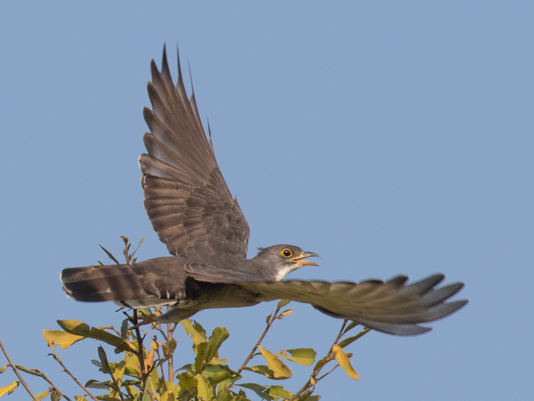 Thick-billed Cuckoo - eBird