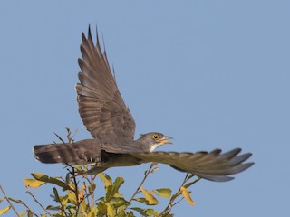Thick-billed Cuckoo - eBird