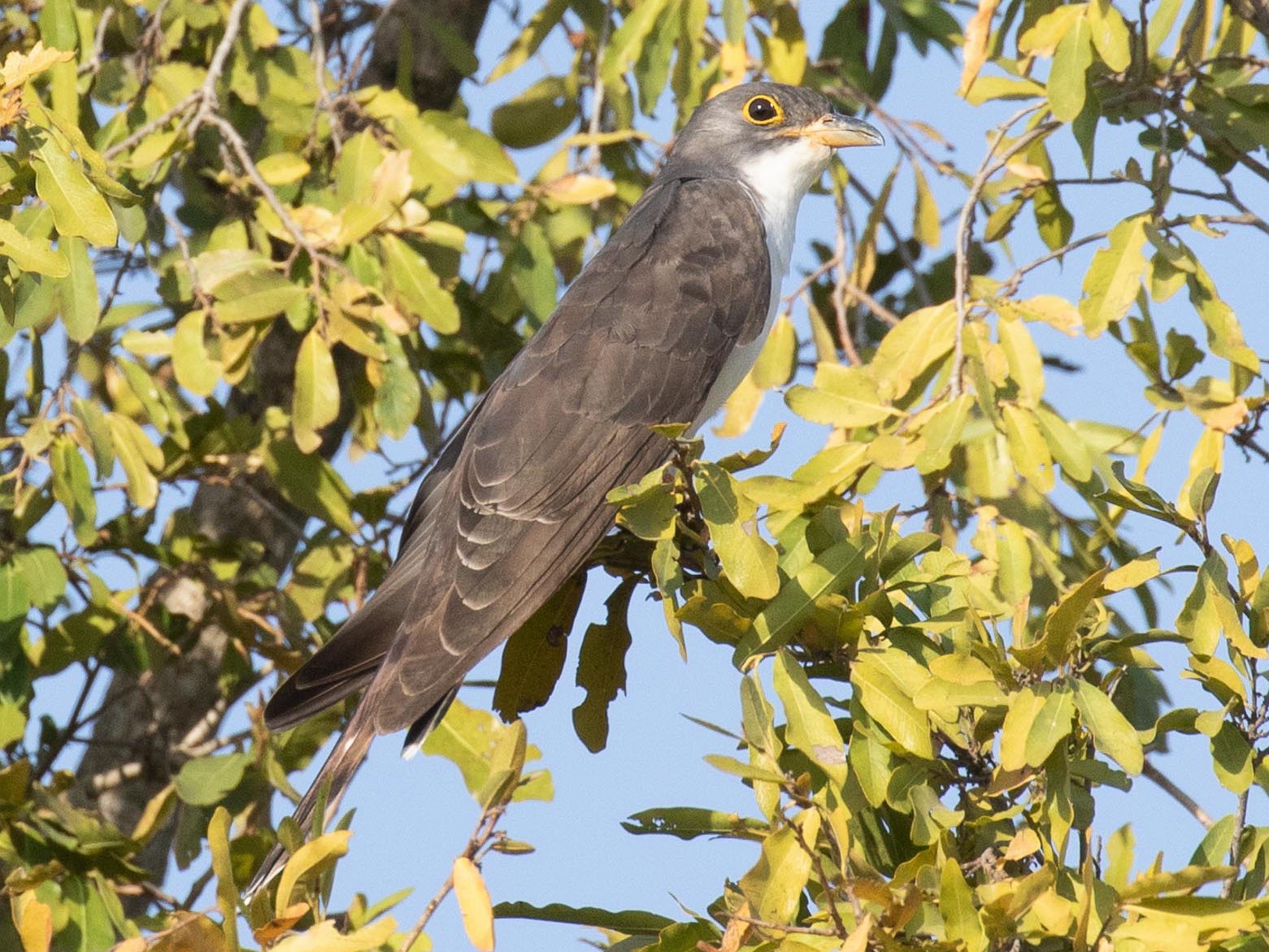 Thick-billed Cuckoo - eBird