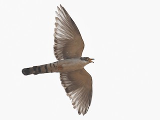 Thick-billed Cuckoo - eBird