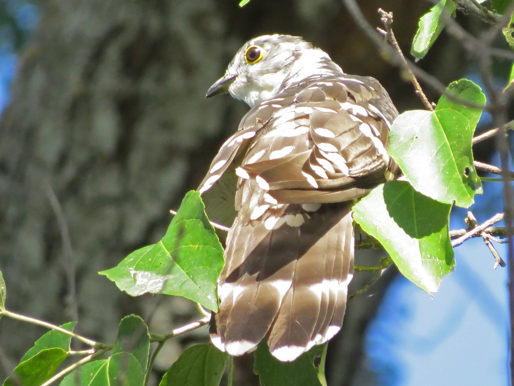 Thick-billed Cuckoo - eBird