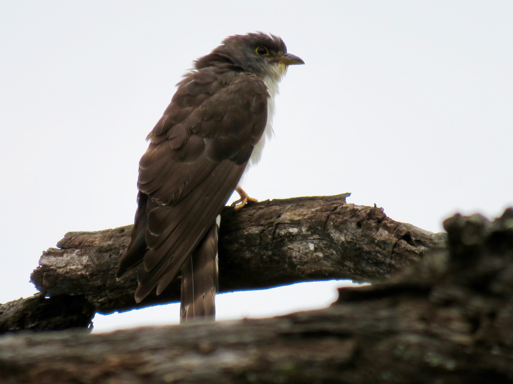 Thick-billed Cuckoo - eBird