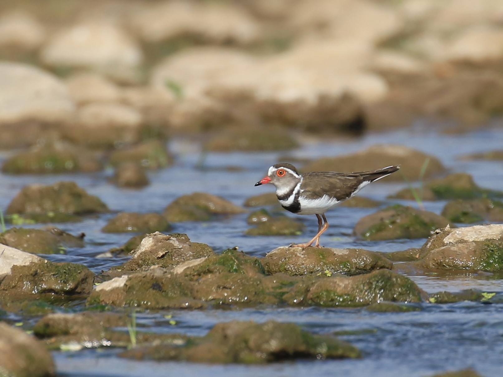 Three-banded Plover - eBird