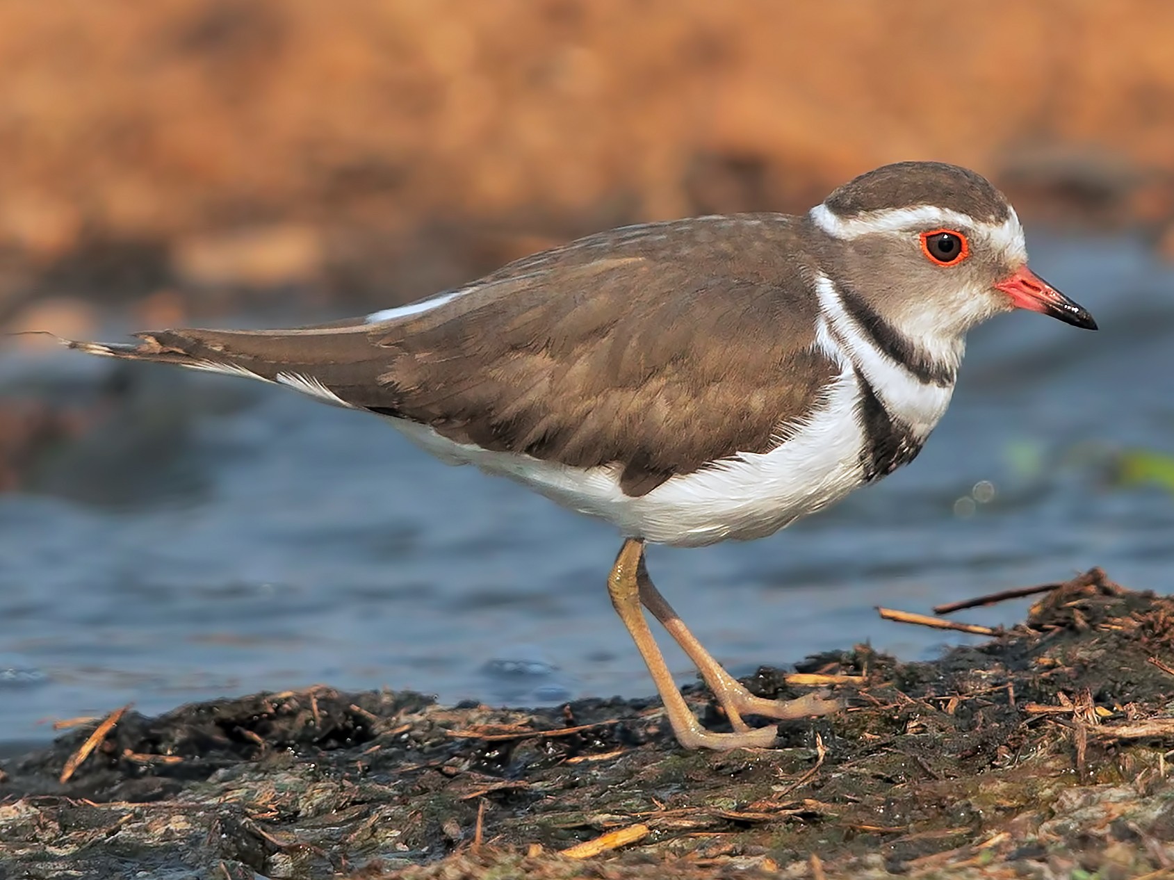 Three-banded Plover - eBird