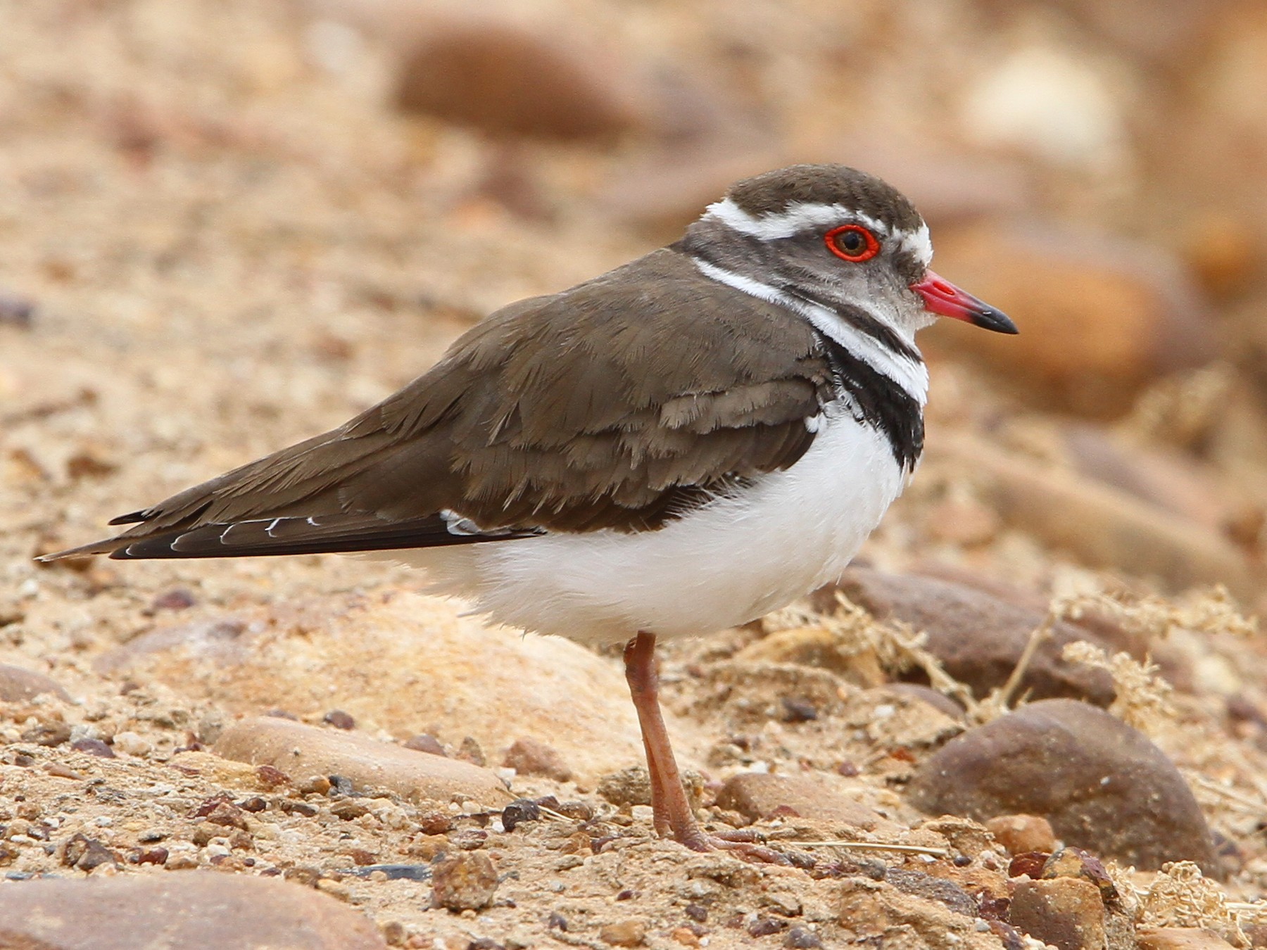 Three-banded Plover - eBird