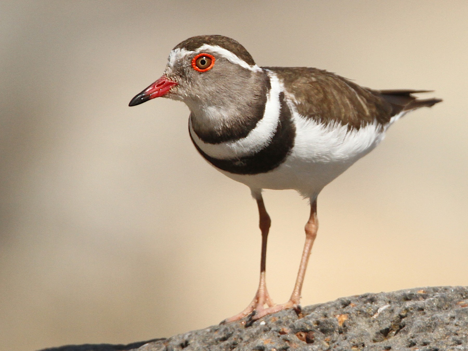 Three-banded Plover - eBird