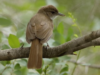 Terrestrial Brownbul - eBird