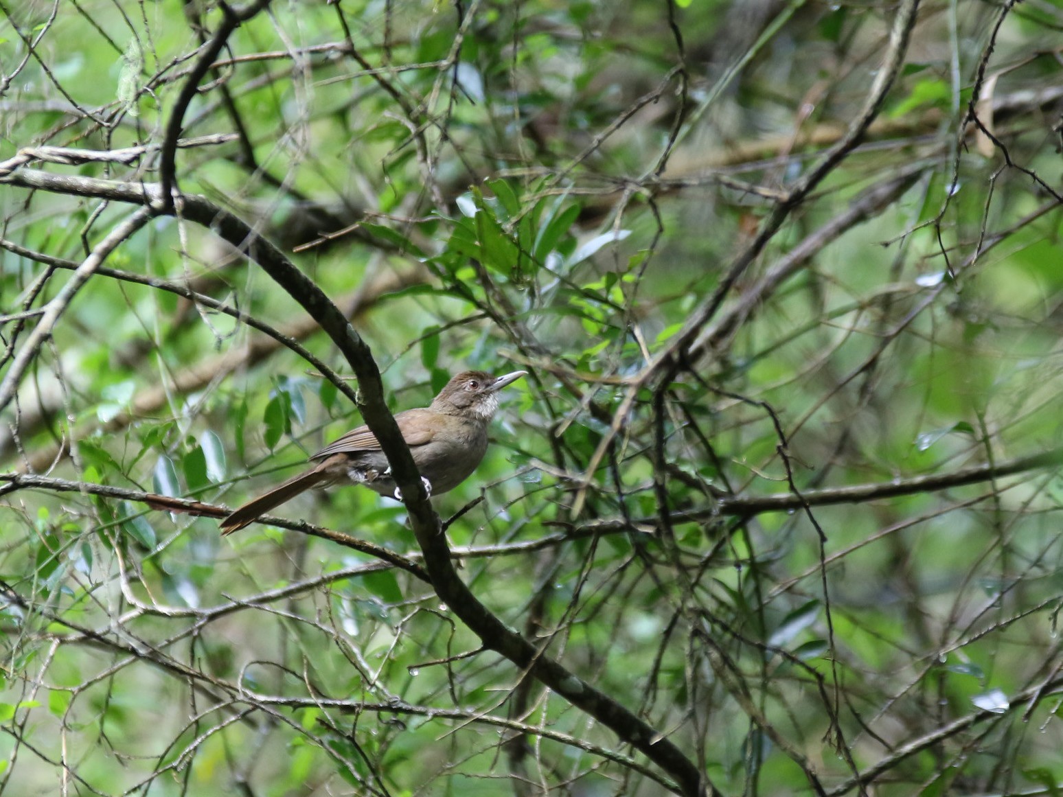 Terrestrial Brownbul - eBird