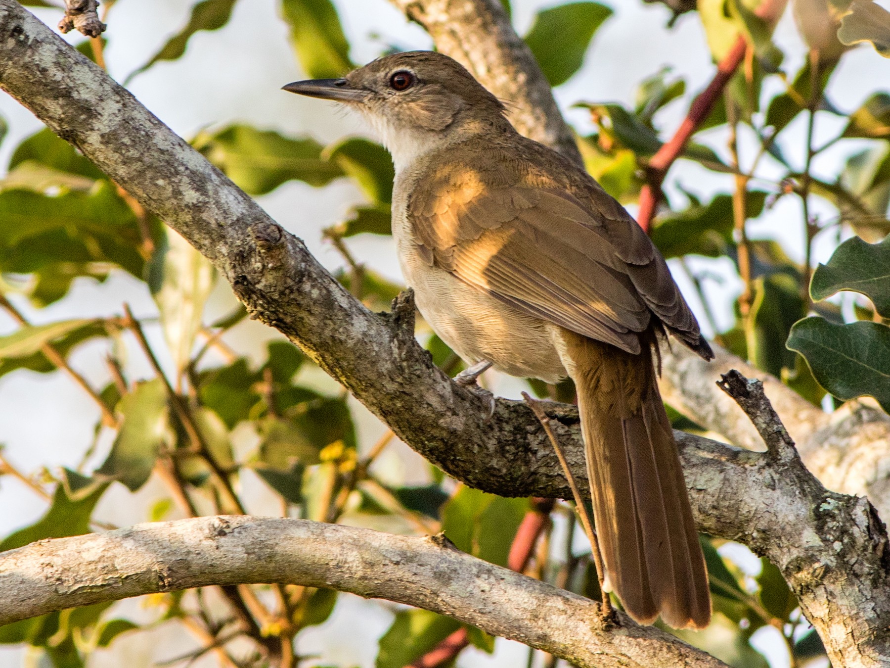 Terrestrial Brownbul - eBird