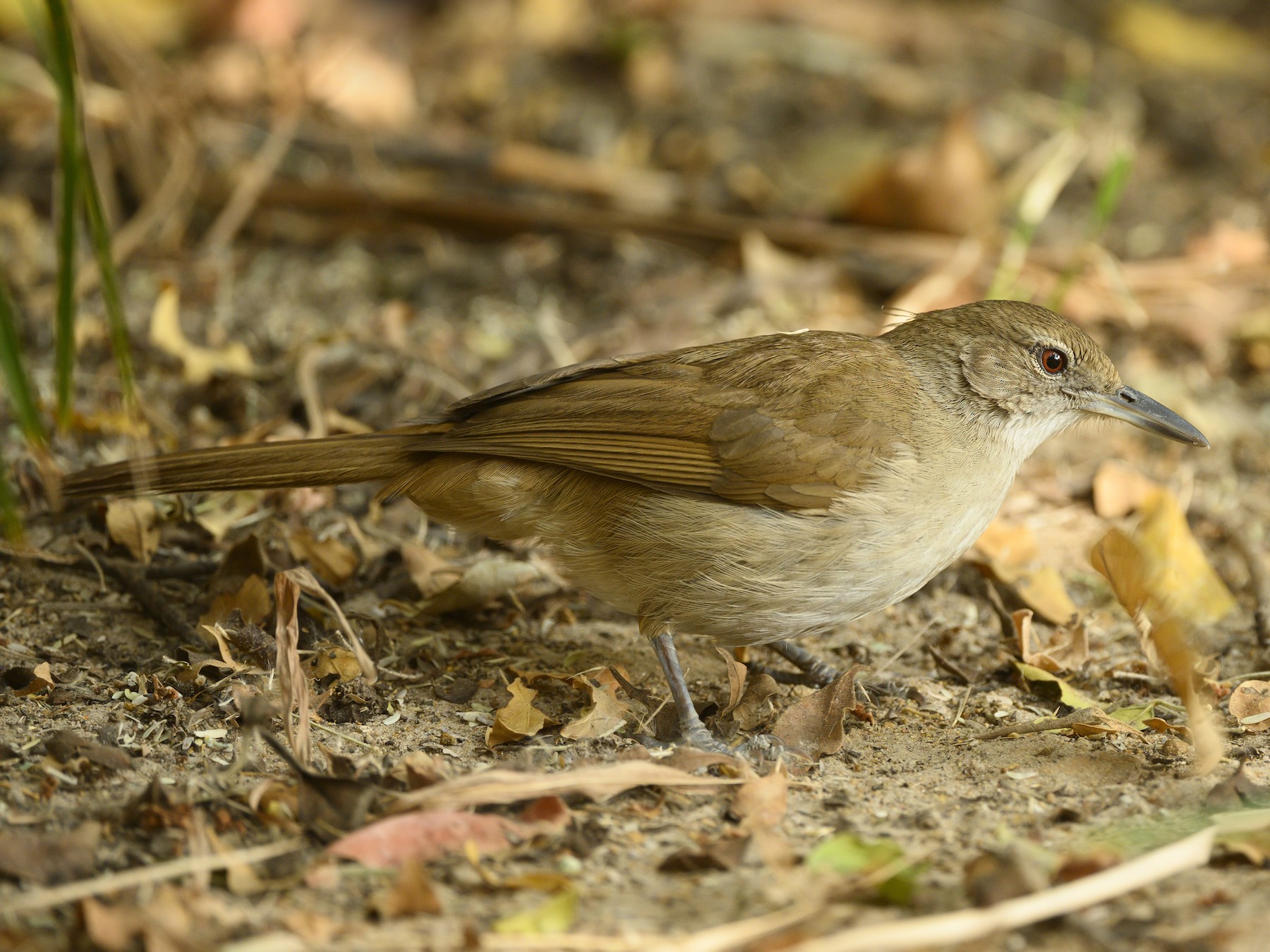 Terrestrial Brownbul - eBird