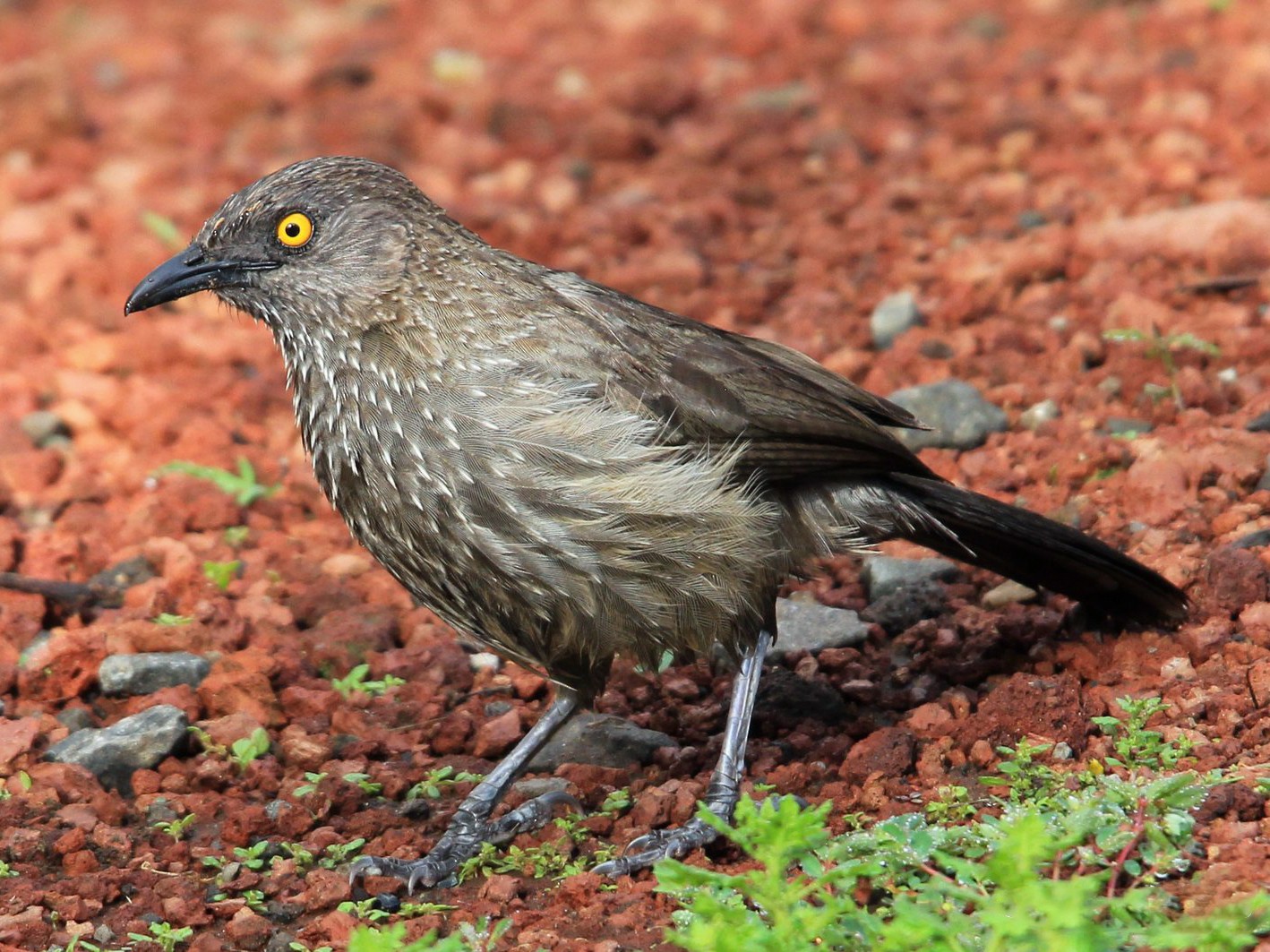 Arrow-marked Babbler - eBird