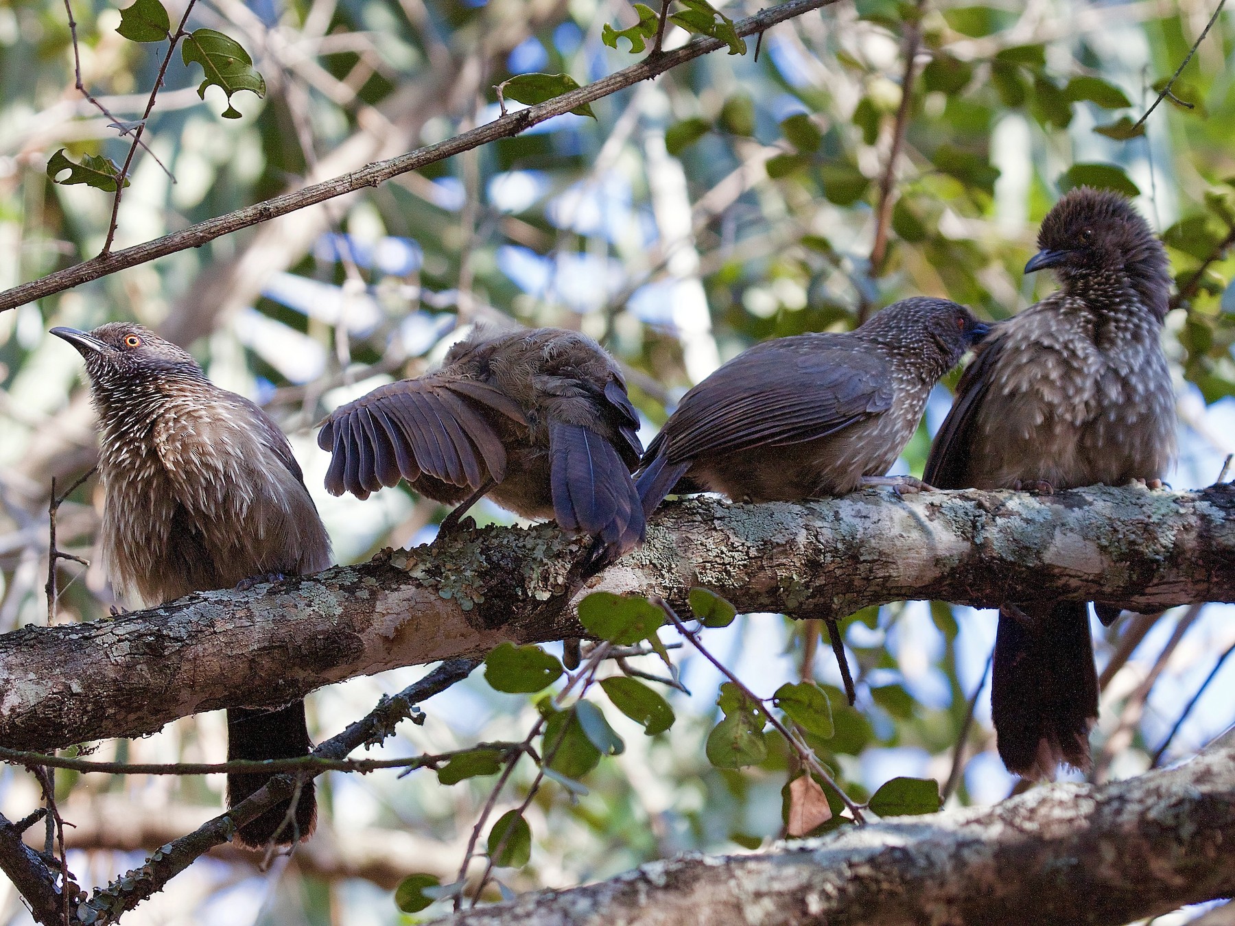 Arrow-marked Babbler - eBird