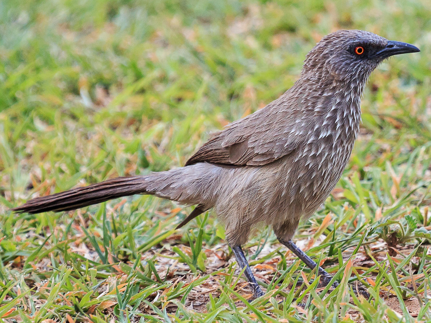 Arrow-marked Babbler - eBird