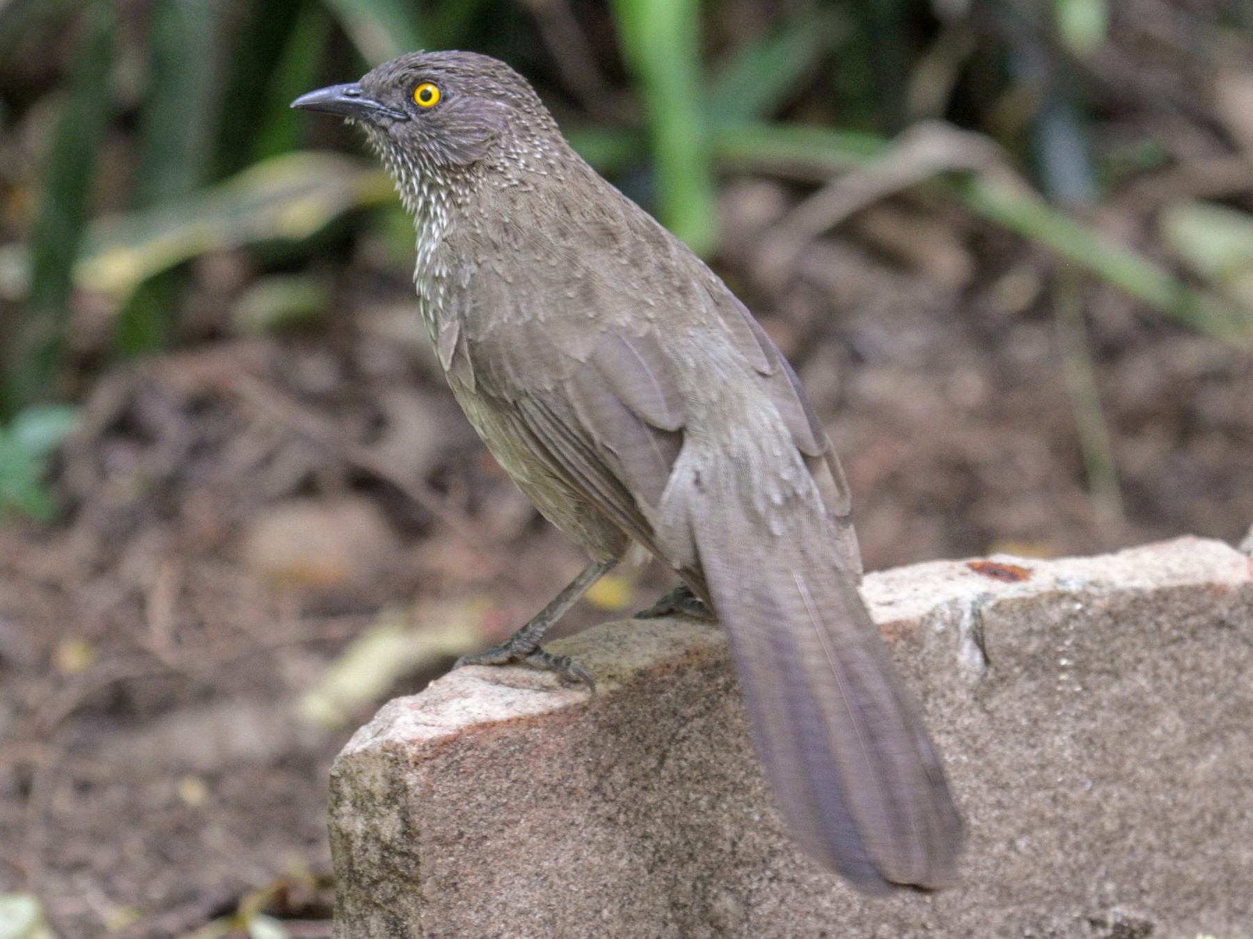 Arrow-marked Babbler - eBird
