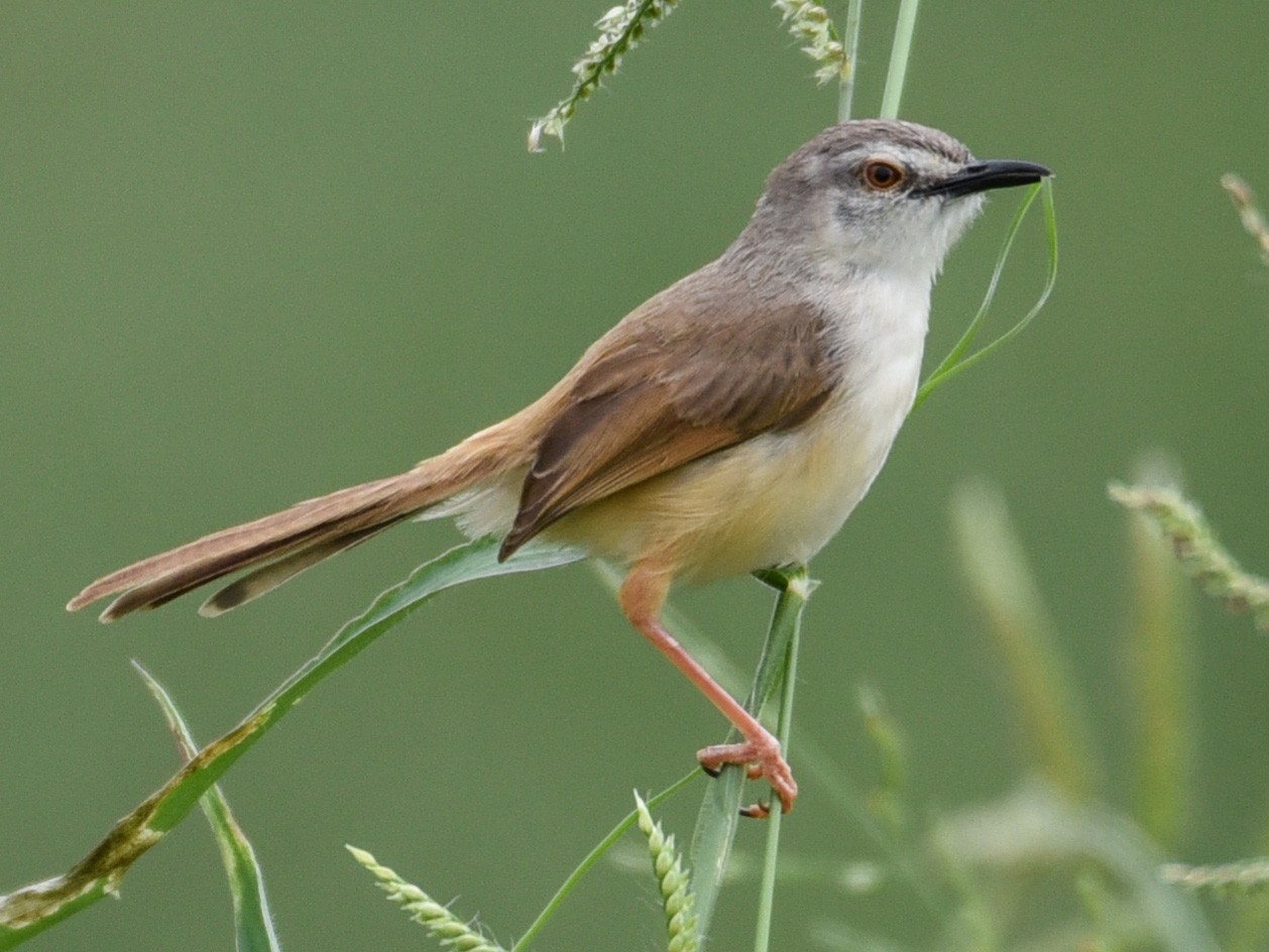 Tawny-flanked Prinia - eBird