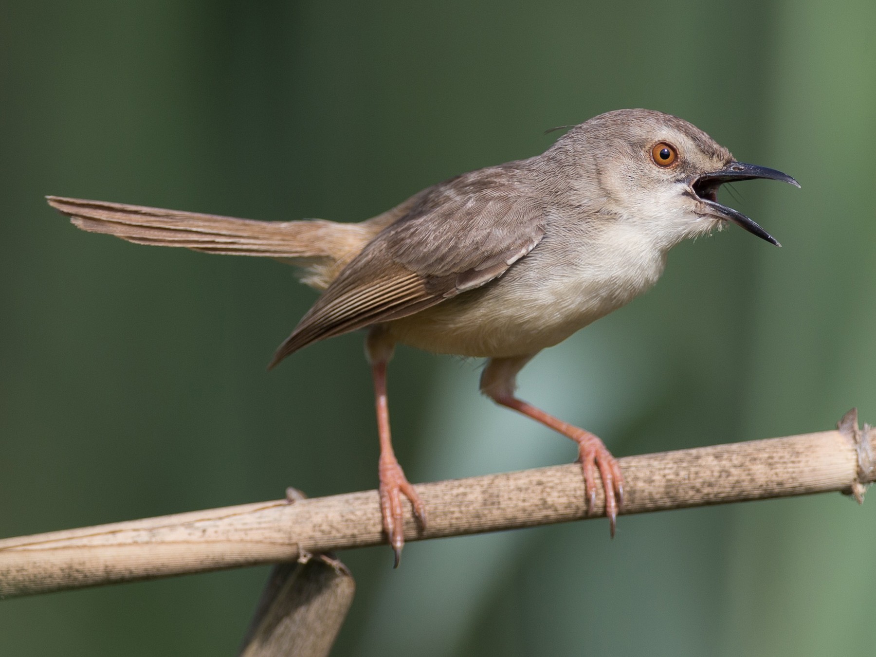 Tawny-flanked Prinia - eBird