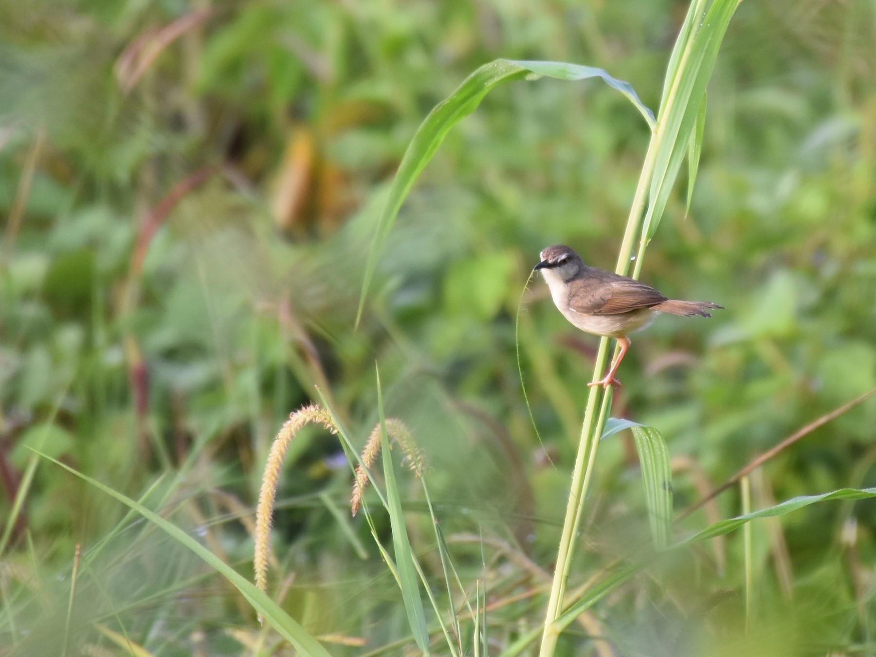 Tawny-flanked Prinia - eBird