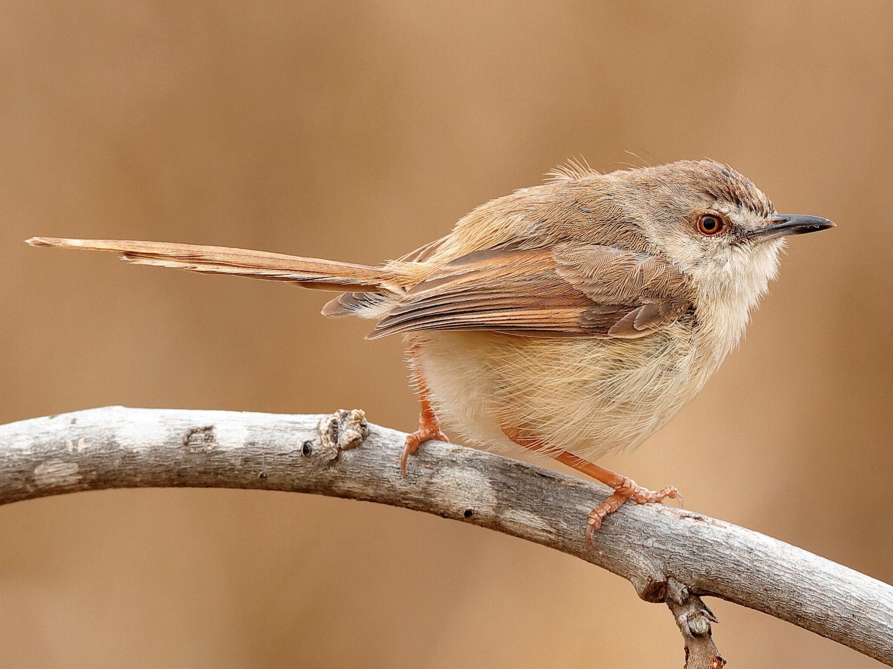 Tawny-flanked Prinia - eBird