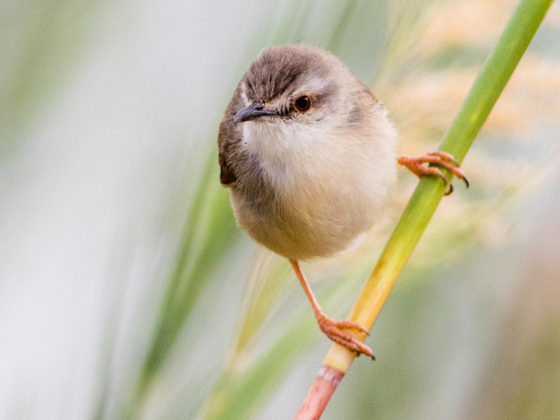 Tawny-flanked Prinia - eBird