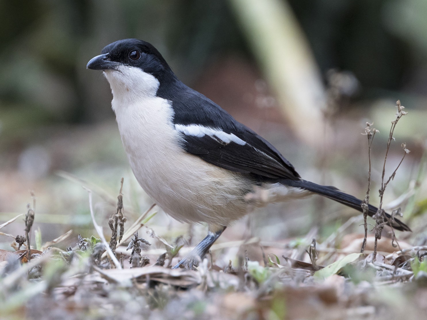 Tropical Boubou - eBird