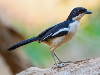 Tropical Boubou - eBird