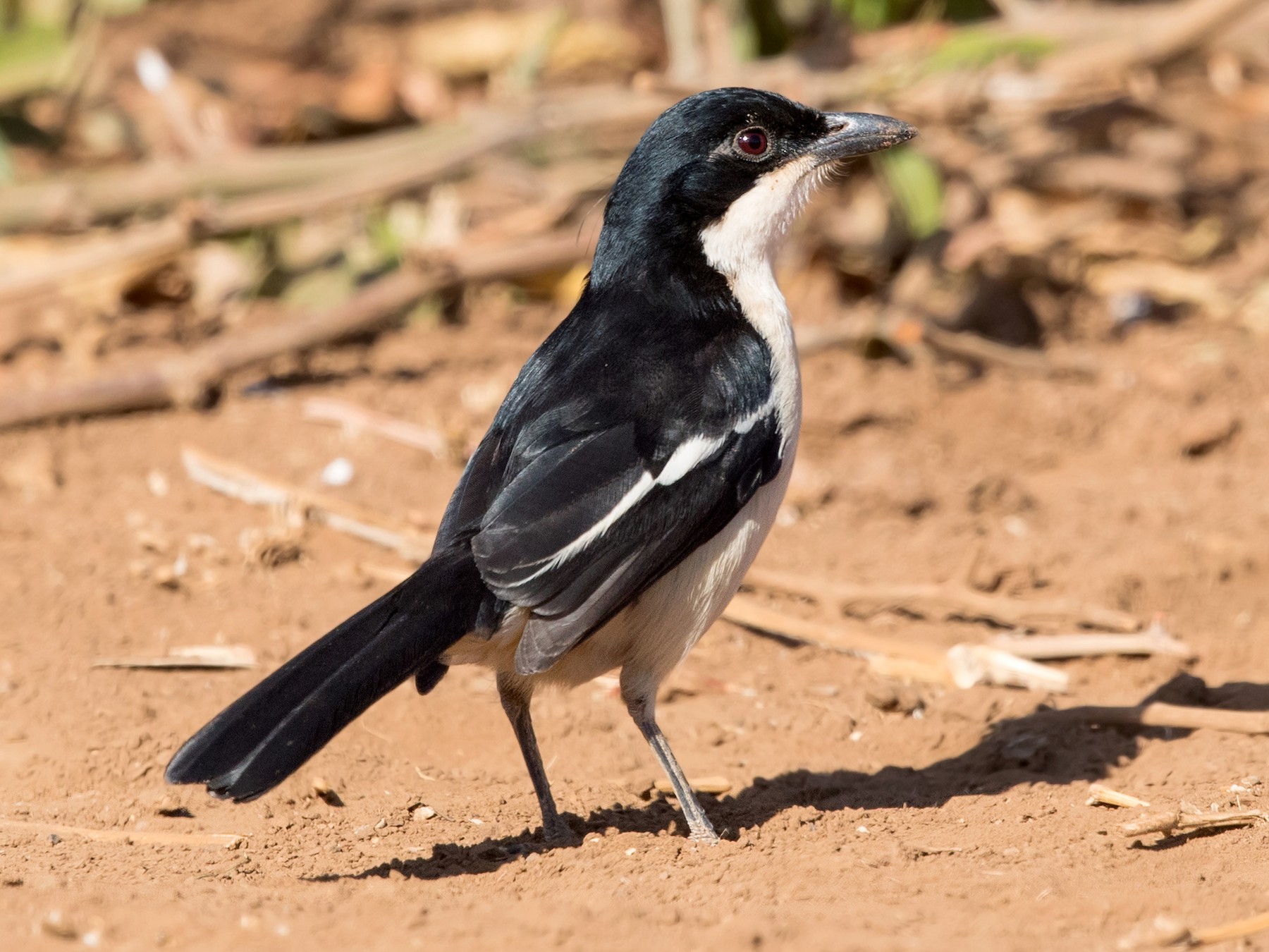 Tropical Boubou - eBird