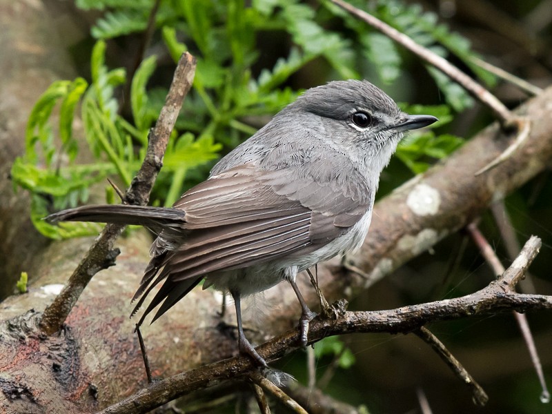 Ashy Flycatcher - eBird
