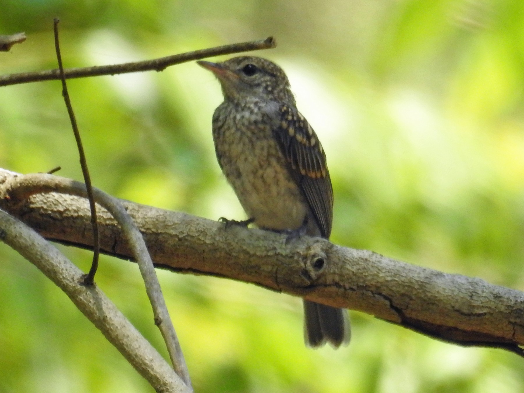 Ashy Flycatcher - eBird