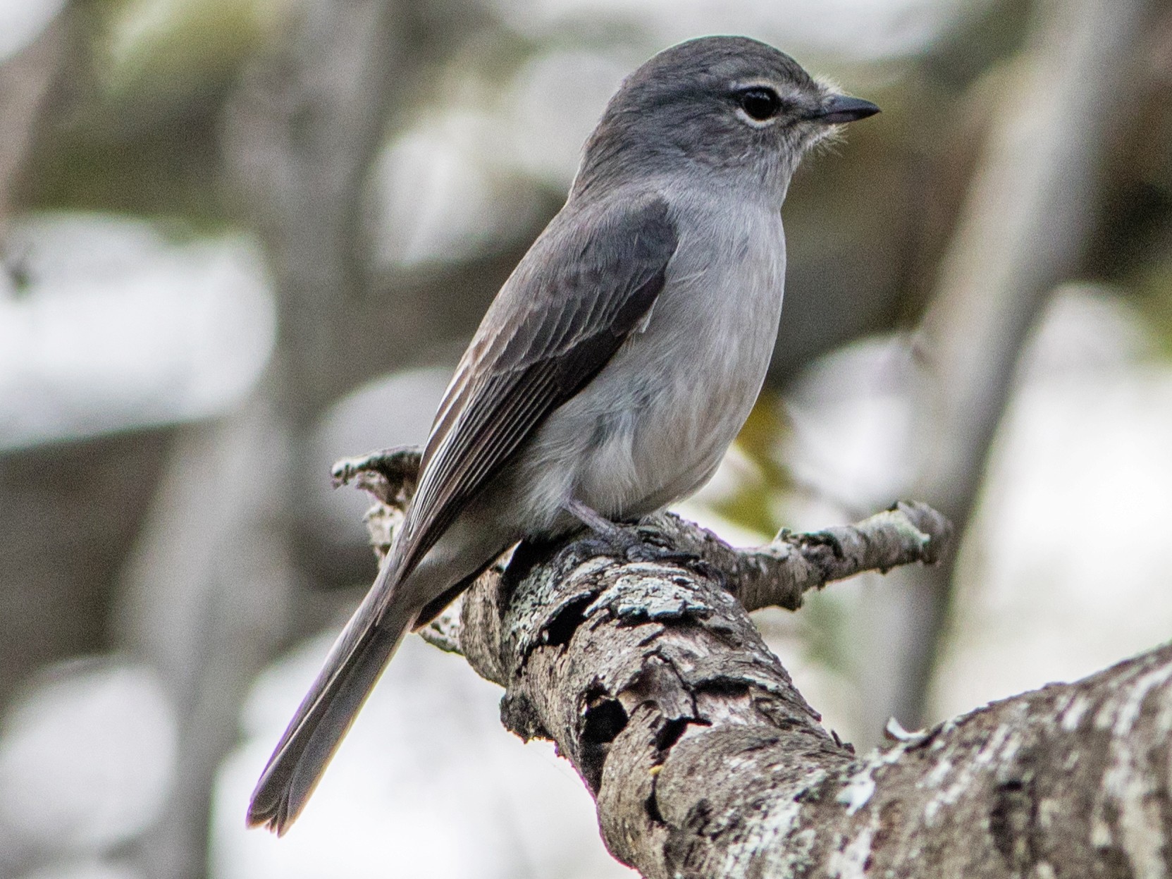 Ashy Flycatcher - eBird